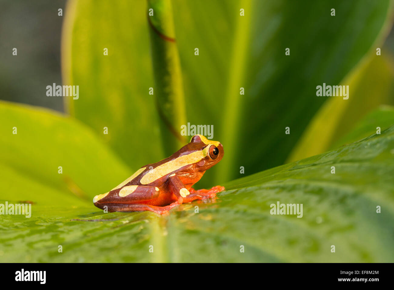 Clown tree frog hi-res stock photography and images - Alamy