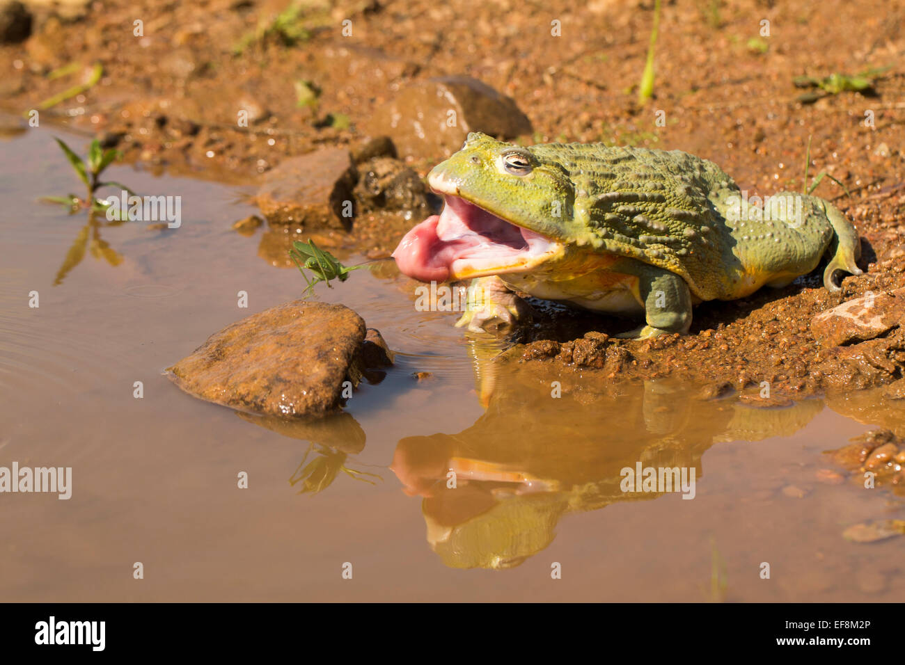 African pixie frog hi-res stock photography and images - Alamy