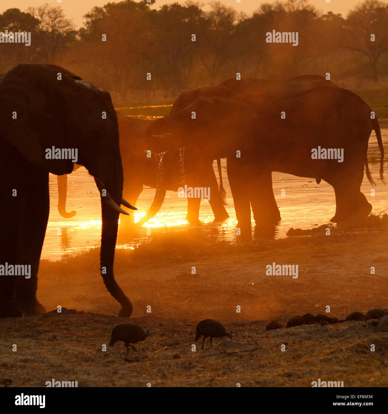 African sunset on the water with silhouetted elephants drinking glowing ...