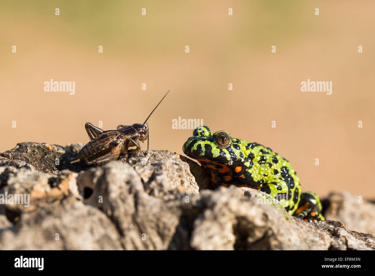 Oriental fire-bellied toad, bombina orientalis Stock Photo - Alamy