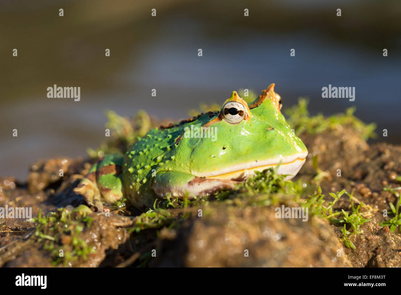 Argentinian Horned Frog, ceratophrys cranwelli x ornata Stock Photo - Alamy