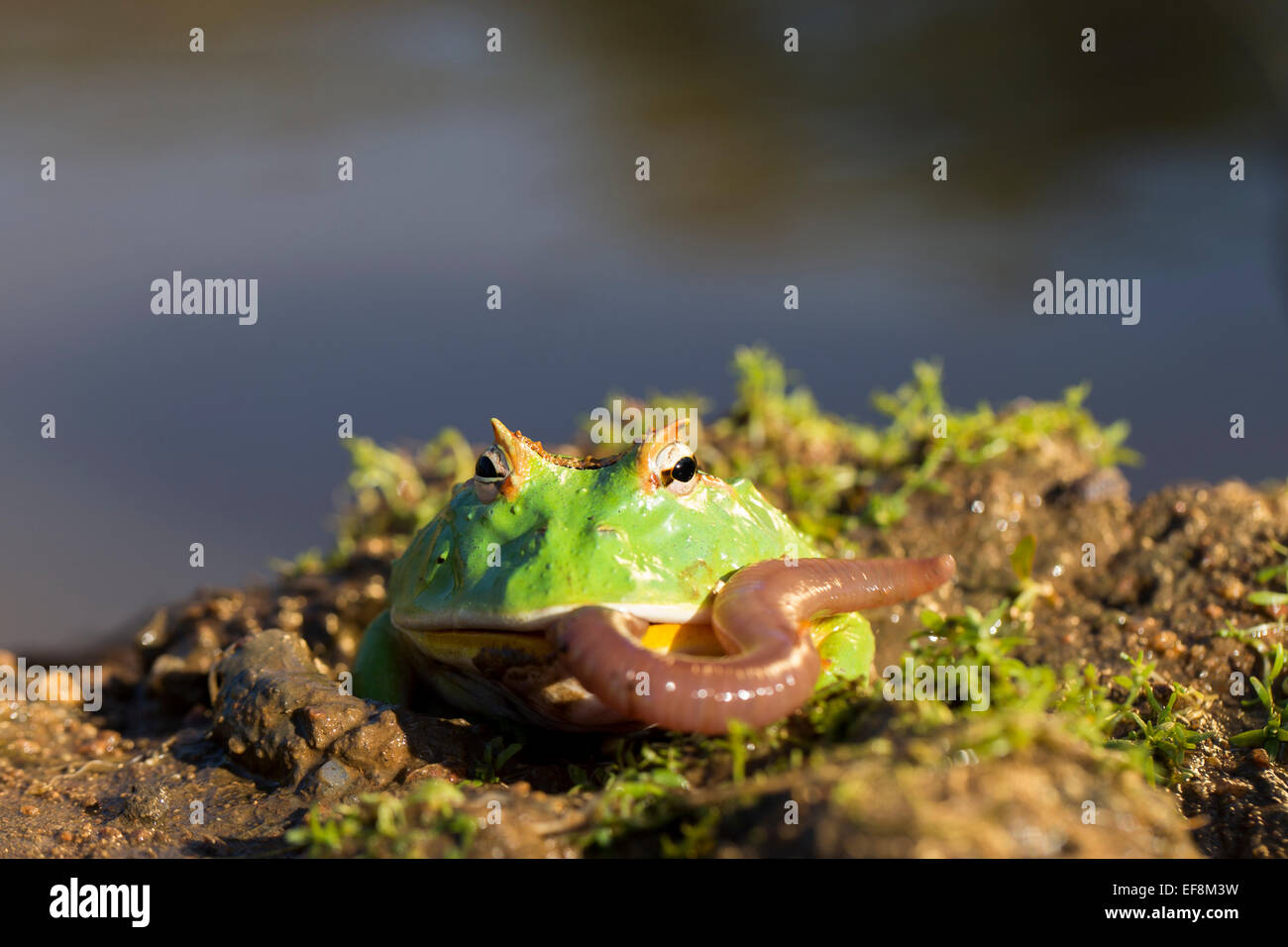 Cranwelli hi-res stock photography and images - Alamy