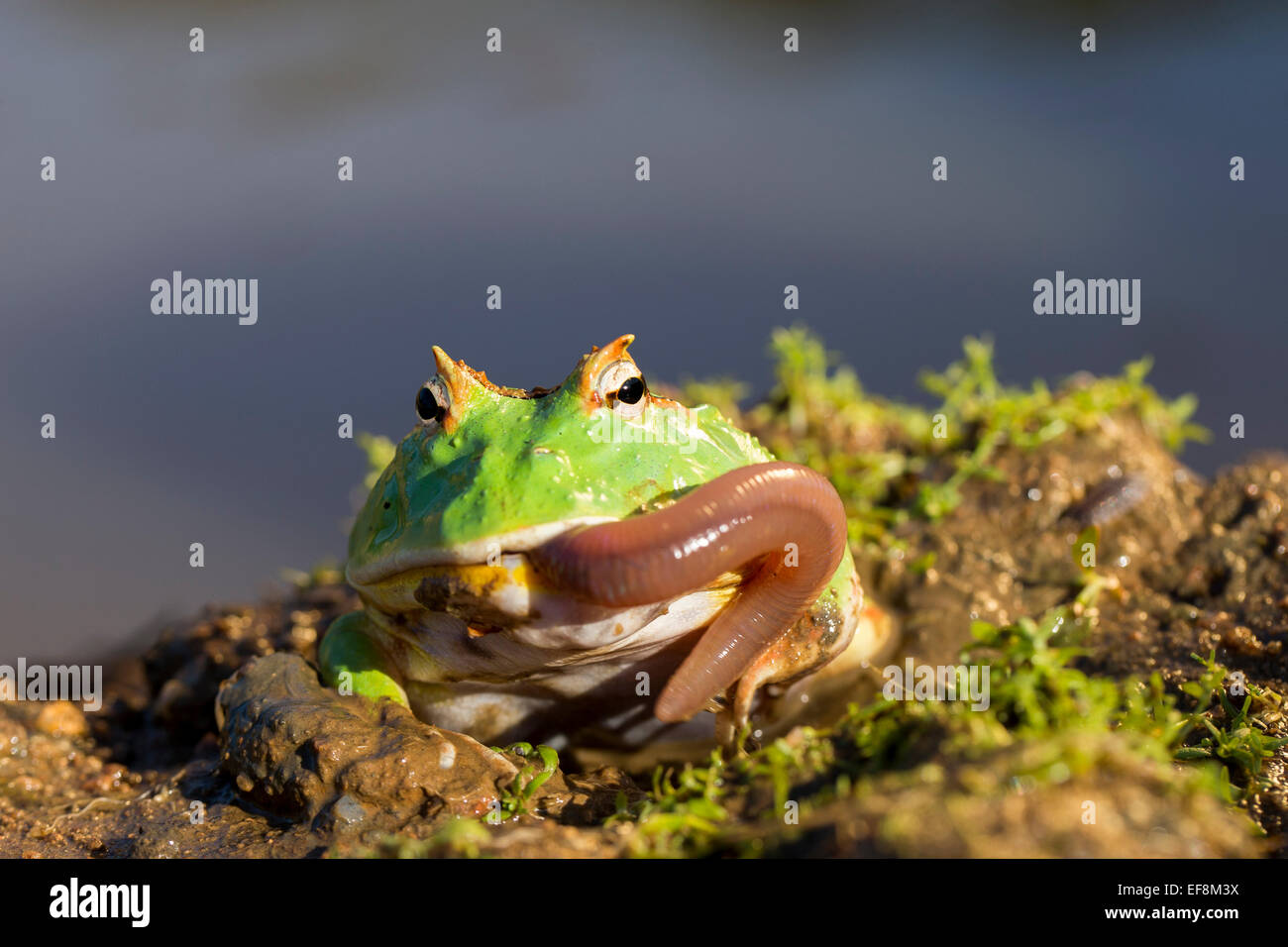 Argentinian Horned Frog, ceratophrys cranwelli x ornata Stock Photo - Alamy