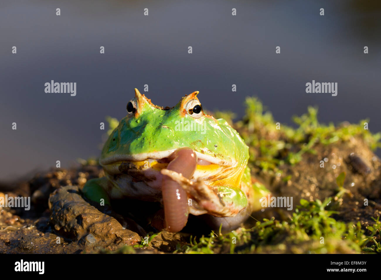 Argentinian Horned Frog, ceratophrys cranwelli x ornata Stock Photo - Alamy
