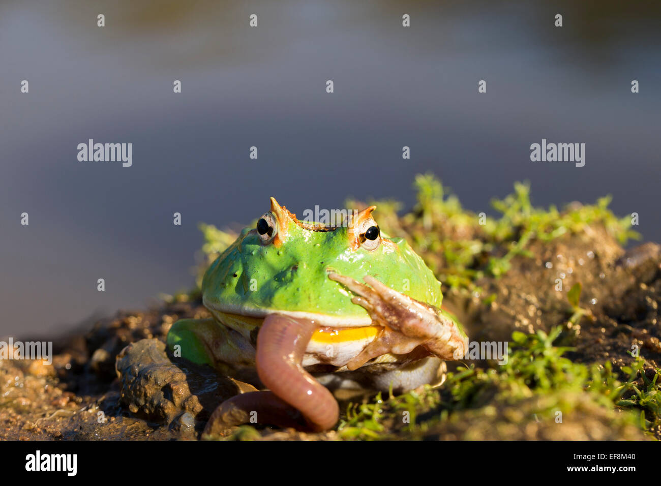 Ceratophrys cranwelli hi-res stock photography and images - Alamy