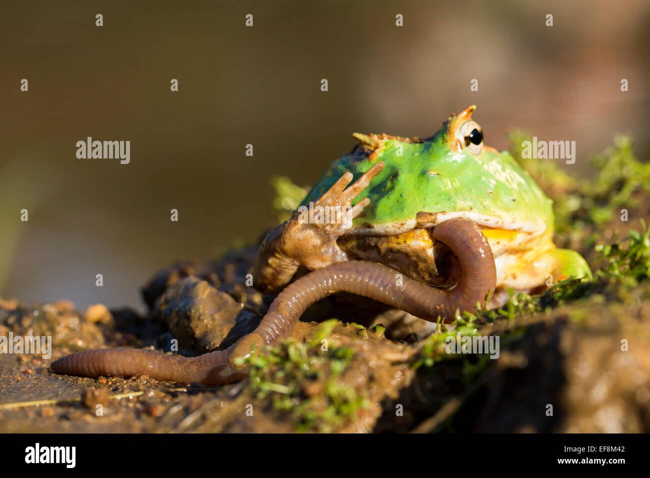 Argentinian Horned Frog, ceratophrys cranwelli x ornata Stock Photo - Alamy