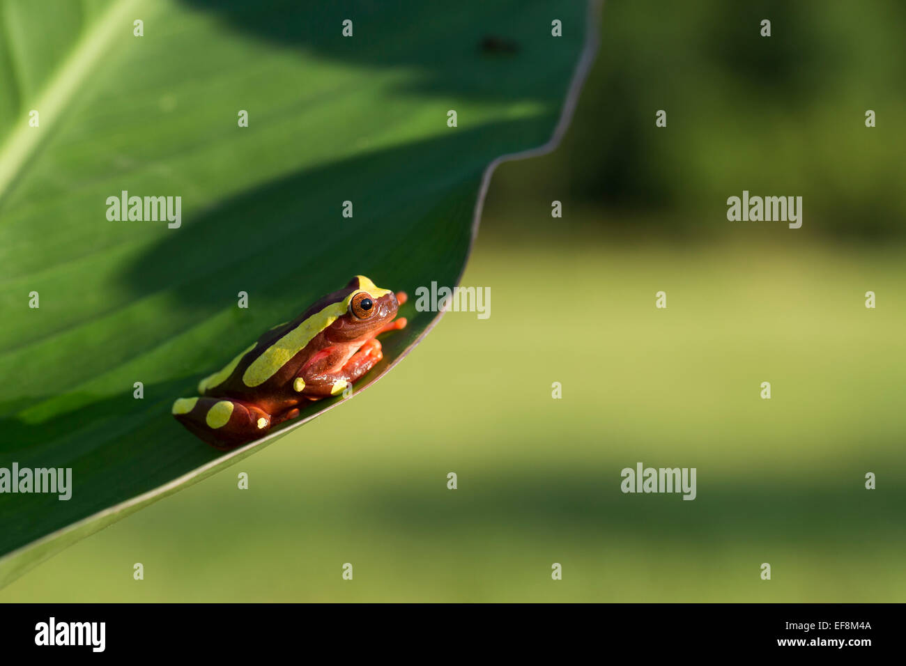 Clown tree frog hi-res stock photography and images - Alamy