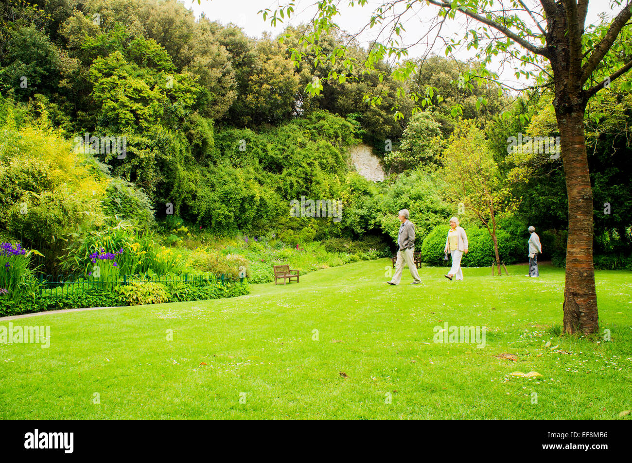 Highdown flower hi-res stock photography and images - Alamy