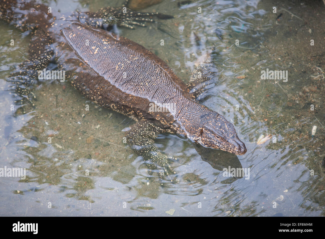 Asian water monitor swimming in waters at Donaduwa fishing harbour ...