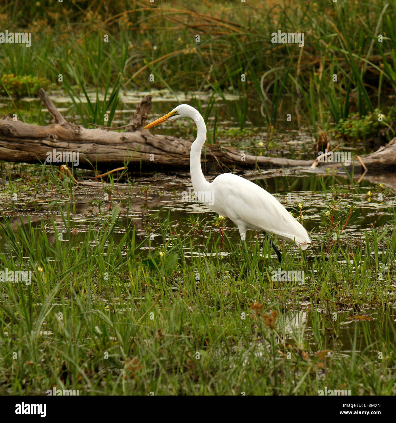 Great White Egret is also known as the Common Egret, Large Egret or ...
