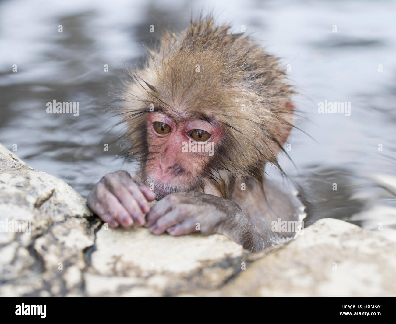 Japanese snow monkeys bathing in hot spring pools at Jigokudani Onsen ...