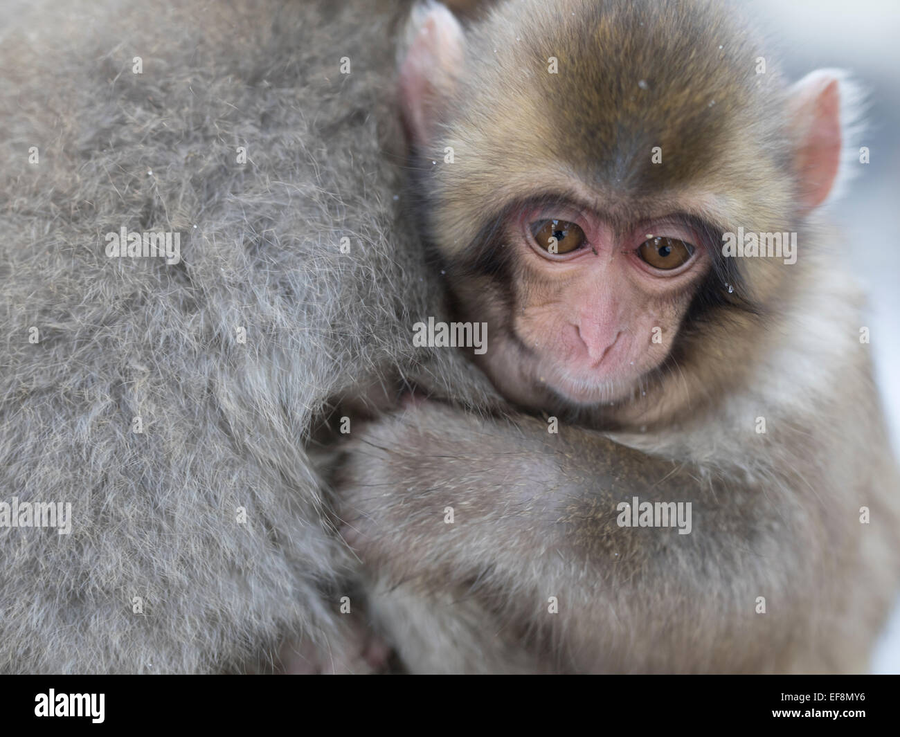 Japanese snow monkeys bathing in hot spring pools at Jigokudani Onsen ...