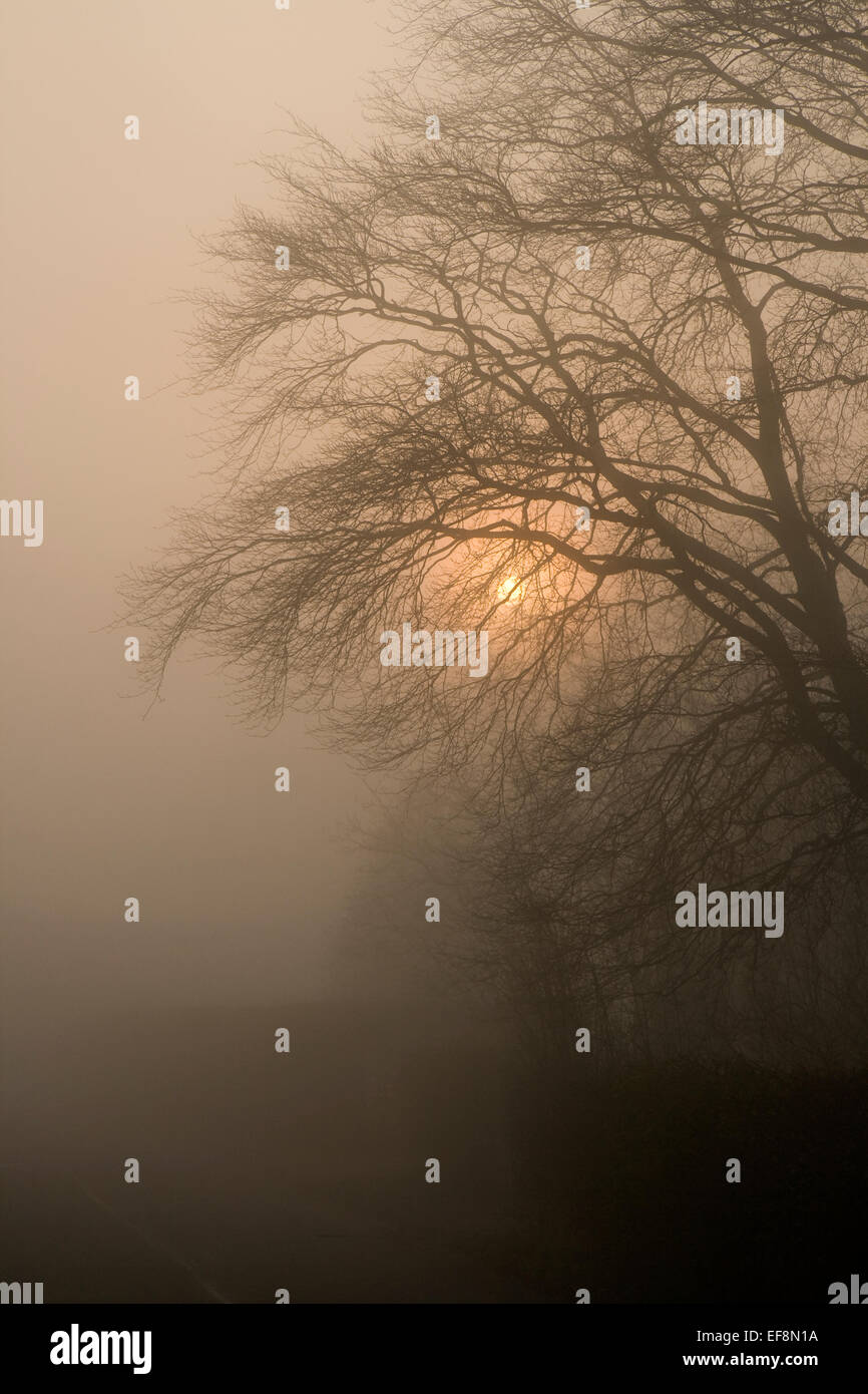 The sun in the fog behind a tree hi-res stock photography and images ...