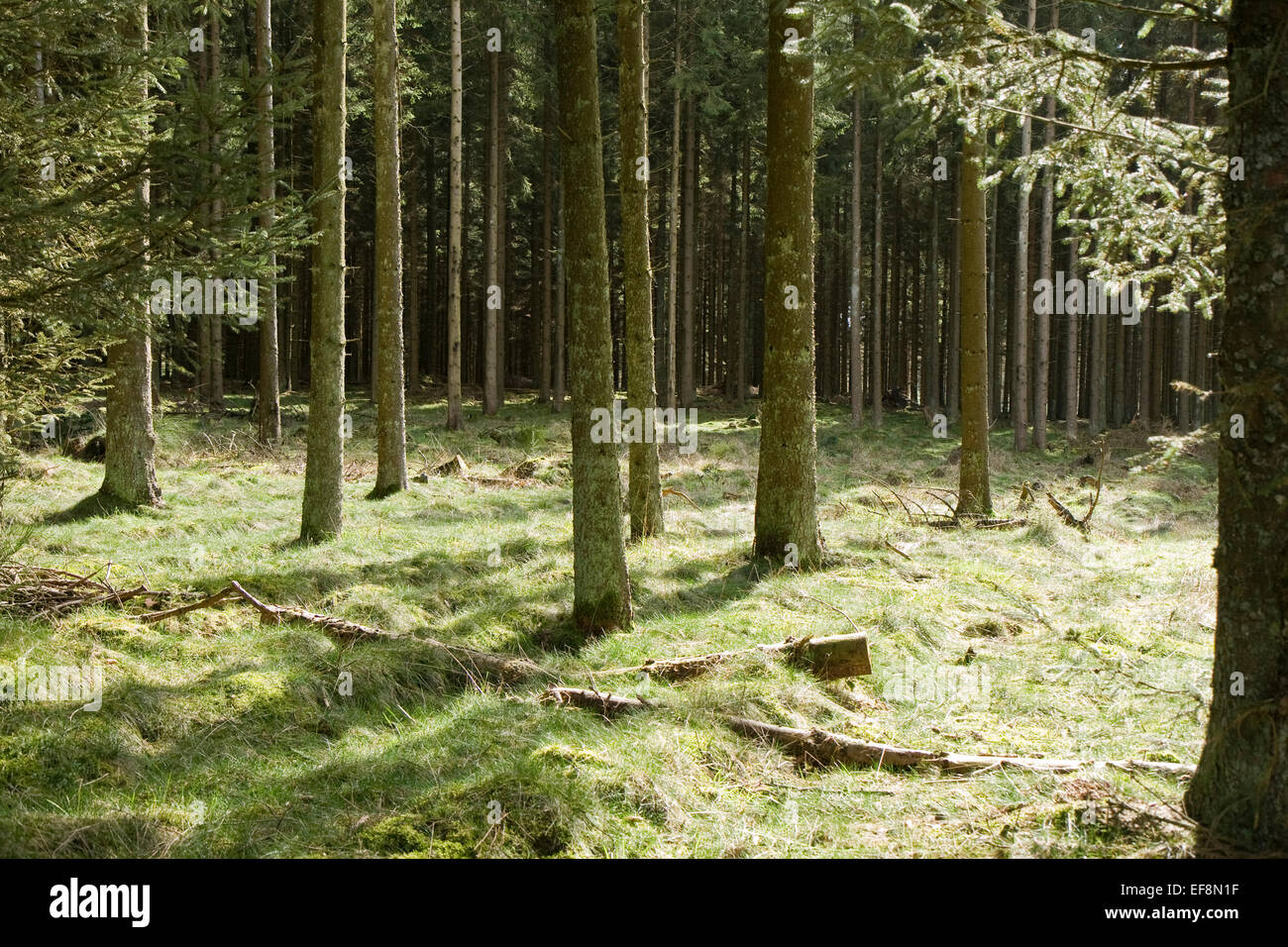 Danish Forest High Resolution Stock Photography and Images - Alamy