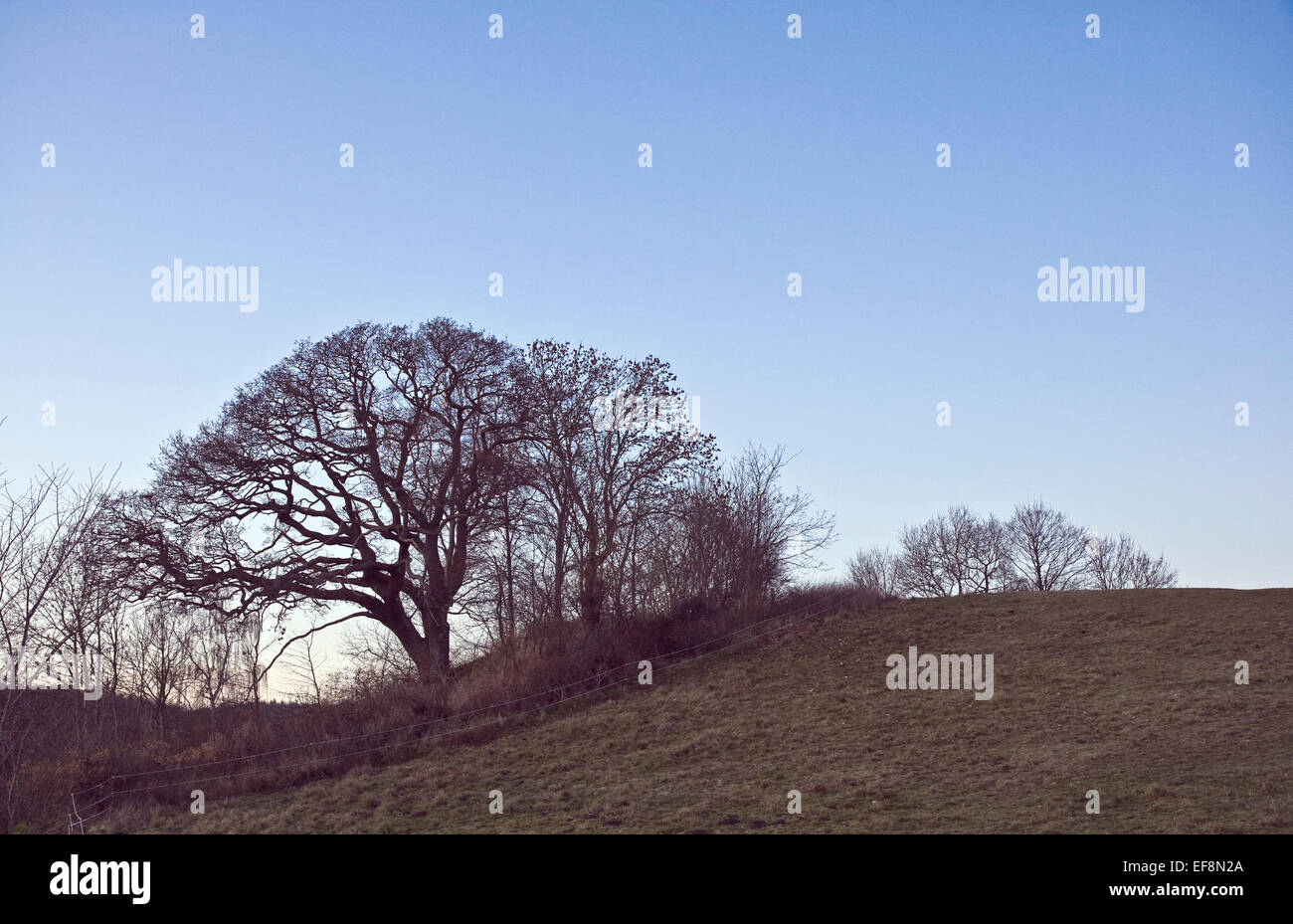 Trees on a slope on a late afternoon Stock Photo - Alamy