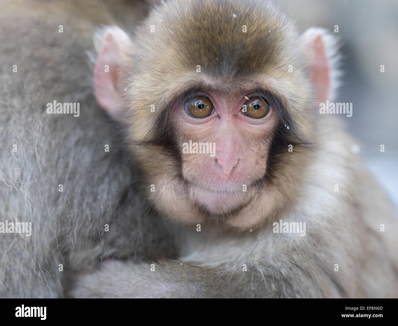 Japanese snow monkeys bathing in hot spring pools at Jigokudani Onsen ...