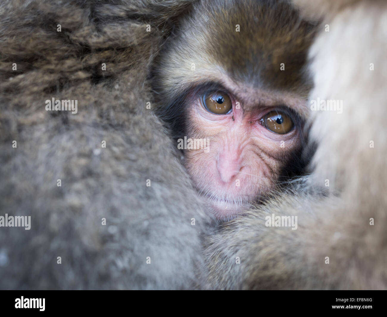 Japanese snow monkeys bathing in hot spring pools at Jigokudani Onsen ...