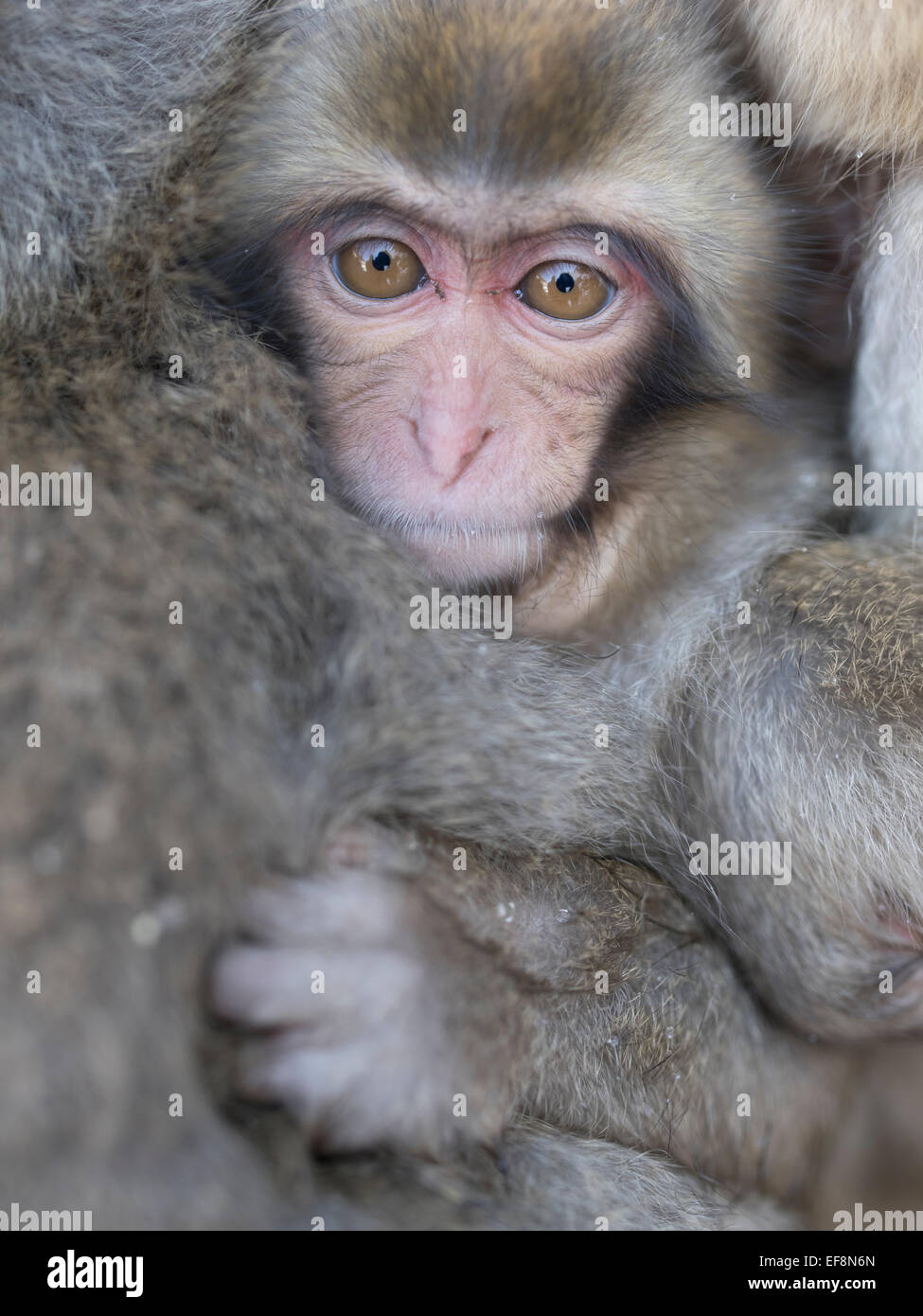 Japanese snow monkeys bathing in hot spring pools at Jigokudani Onsen ...