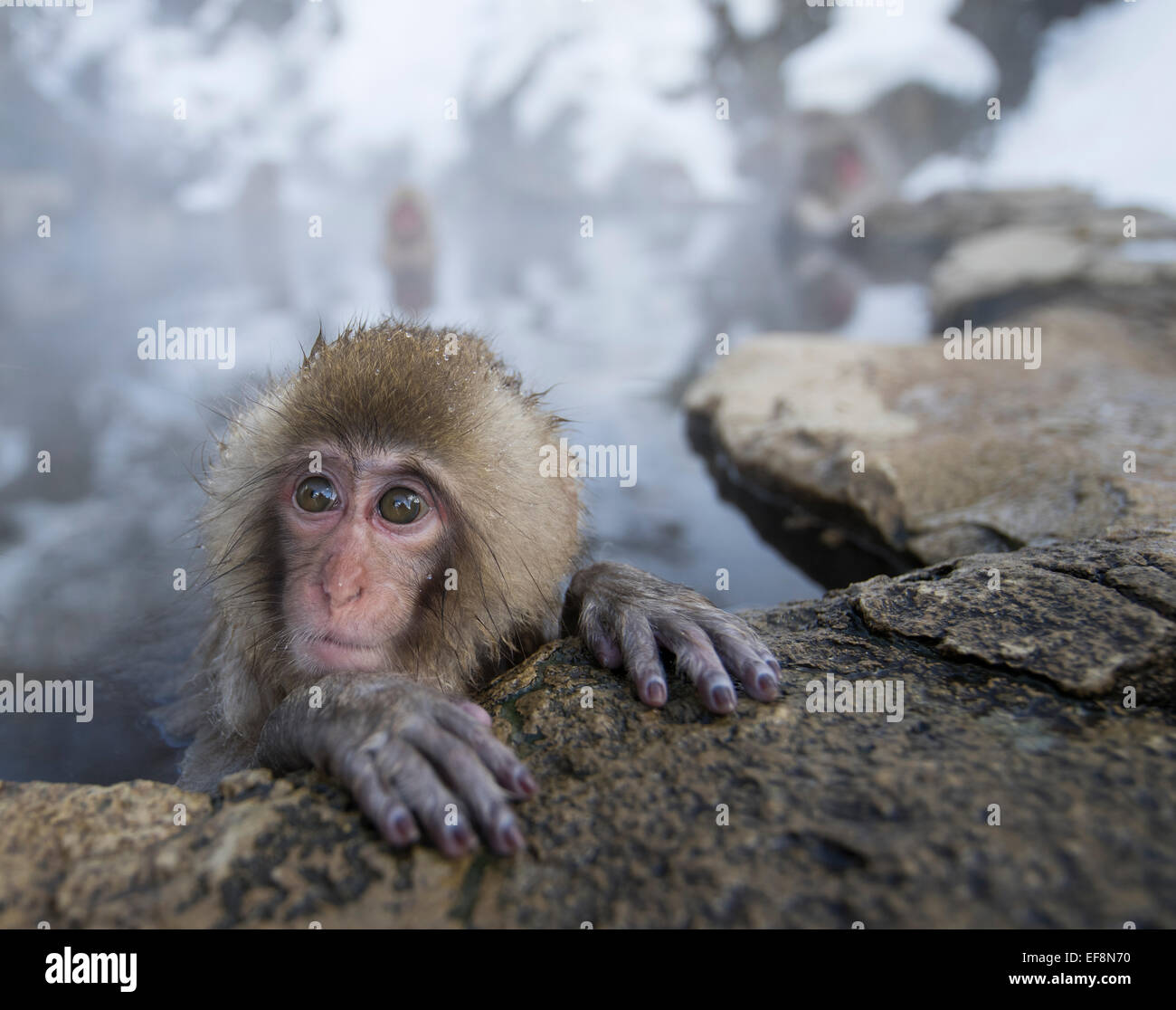 Japanese snow monkeys bathing in hot spring pools at Jigokudani Onsen ...