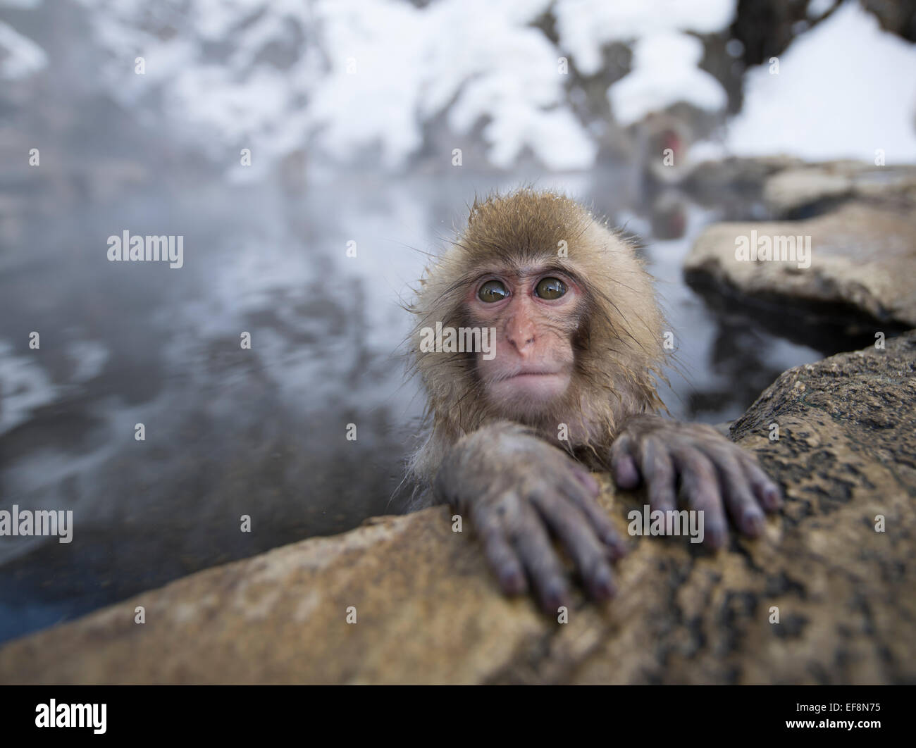 Japanese snow monkeys bathing in hot spring pools at Jigokudani Onsen ...