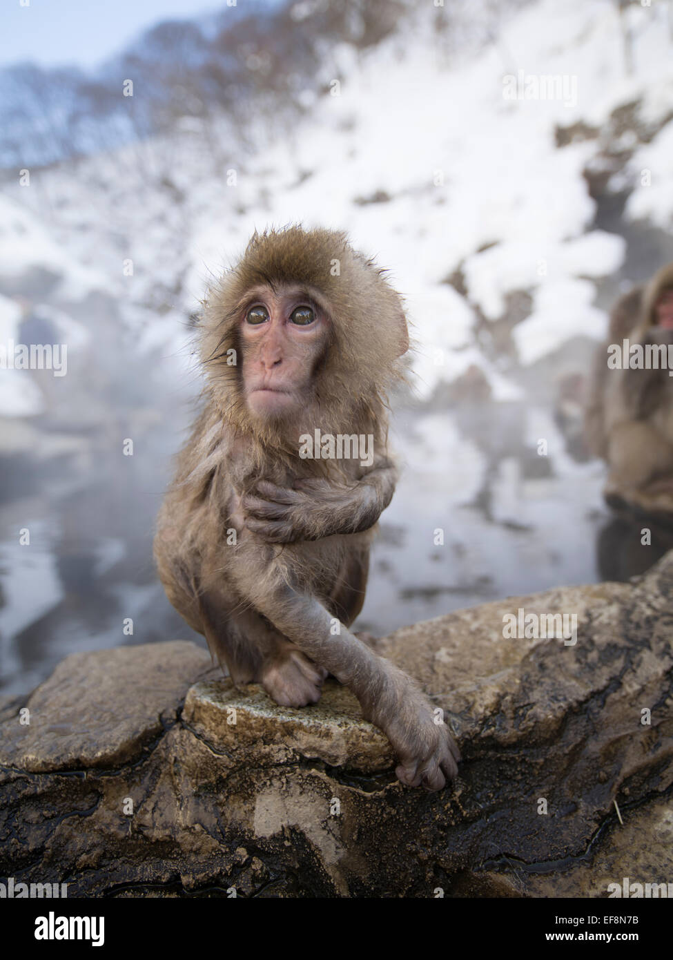 Japanese snow monkeys bathing in hot spring pools at Jigokudani Onsen ...