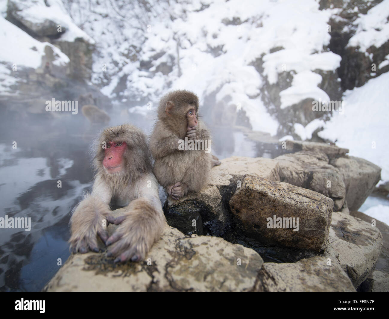 Japanese snow monkeys bathing in hot spring pools at Jigokudani Onsen ...