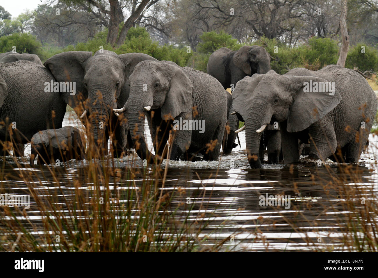 African Elephants cool off in the heat of the day stood in water ...