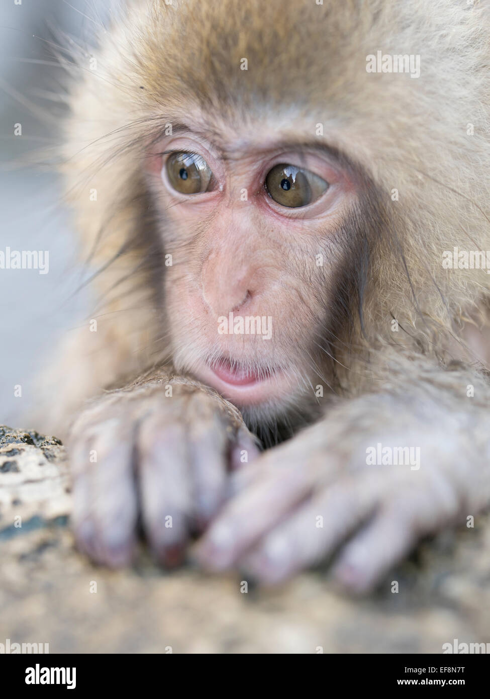 Japanese snow monkeys bathing in hot spring pools at Jigokudani Onsen ...