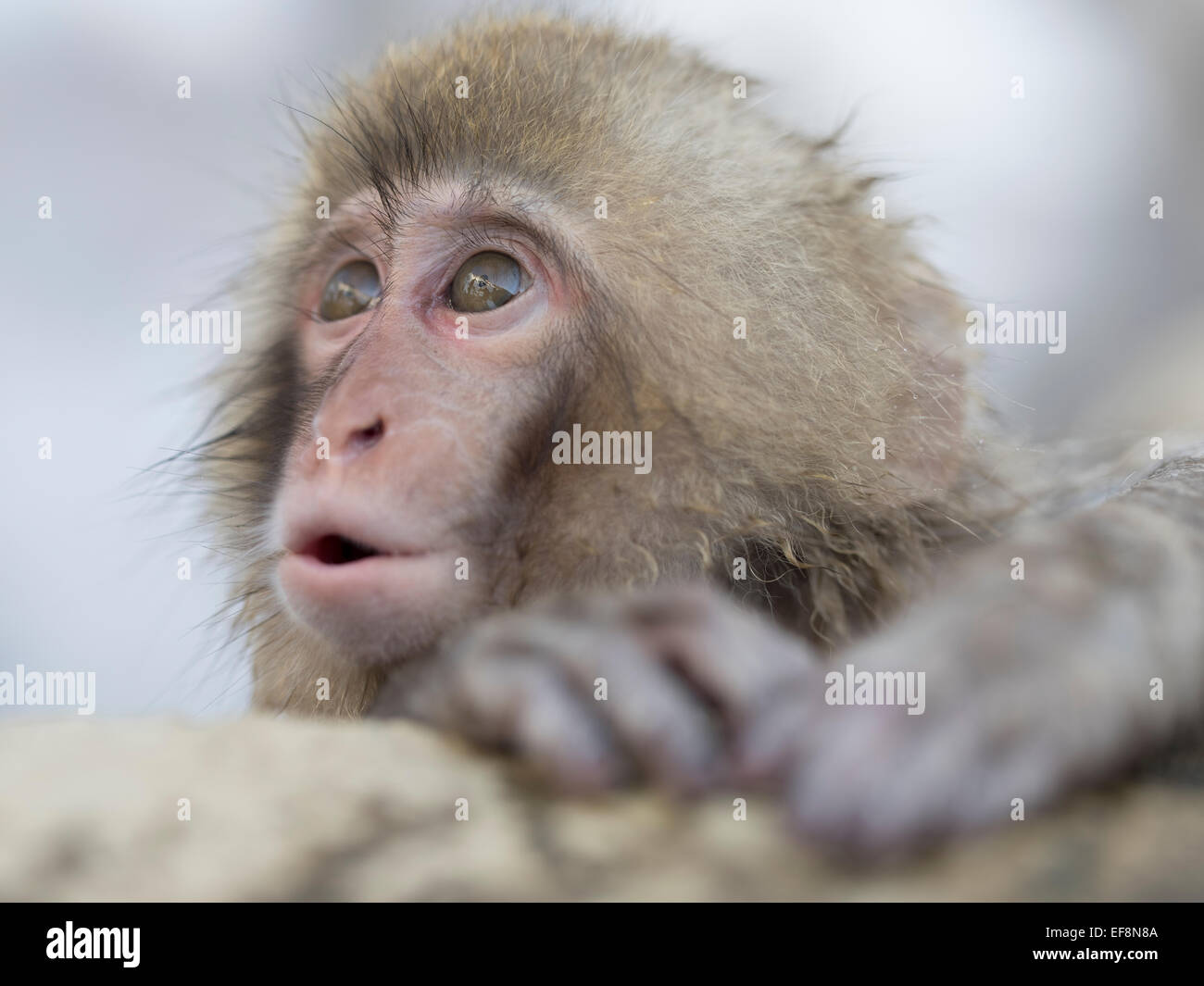 Japanese snow monkeys bathing in hot spring pools at Jigokudani Onsen ...