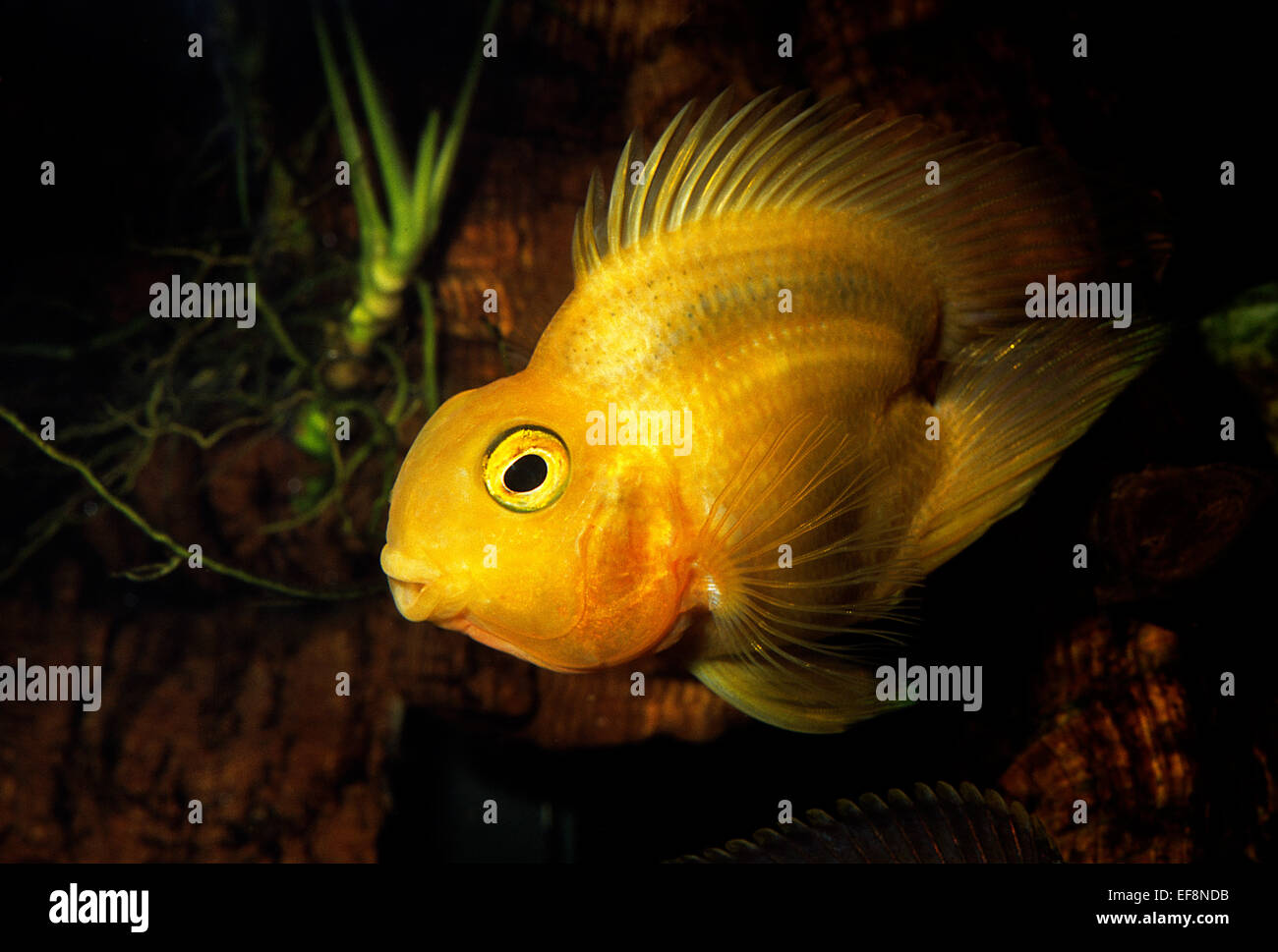 Blood parrot fish hi-res stock photography and images - Alamy