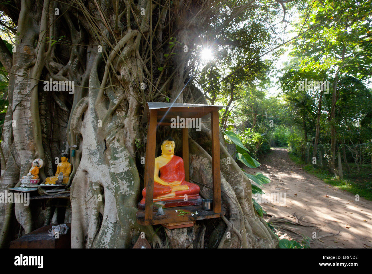 BUDDHIST SHRINE ON TREE AT ROADSIDE Stock Photo - Alamy