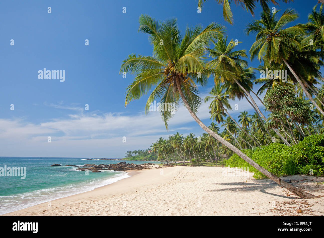 DESERTED BEACH IN TANGALLA WITH PALM TREES Stock Photo - Alamy