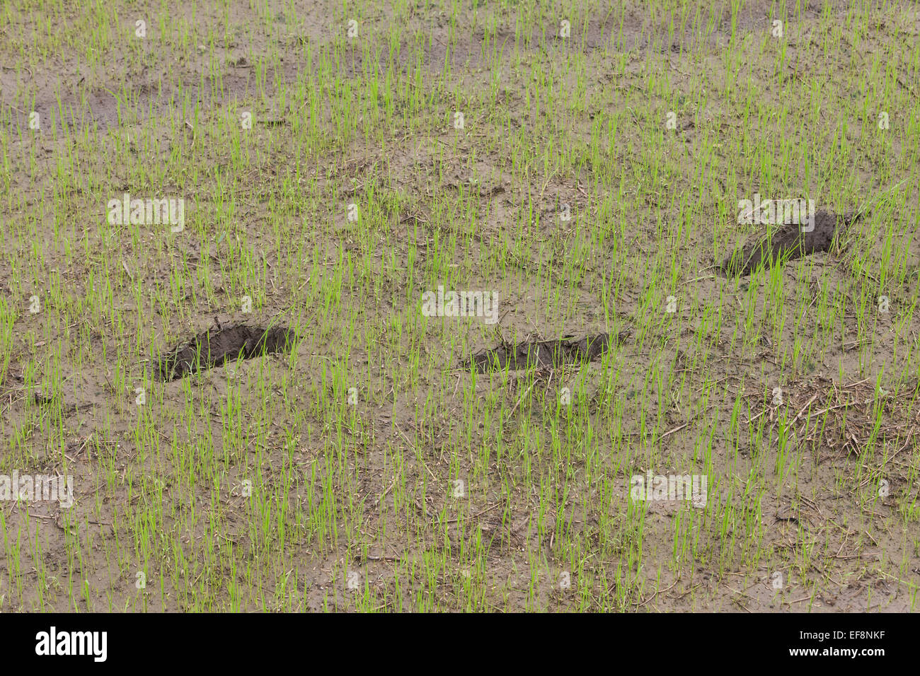Muddy rice field with new rice in countryside outside tissa hi-res ...