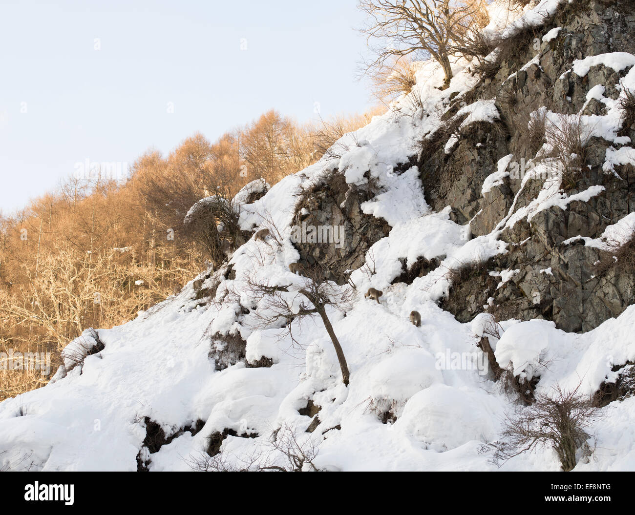 Japanese snow monkeys bathing in hot spring pools at Jigokudani Onsen ...