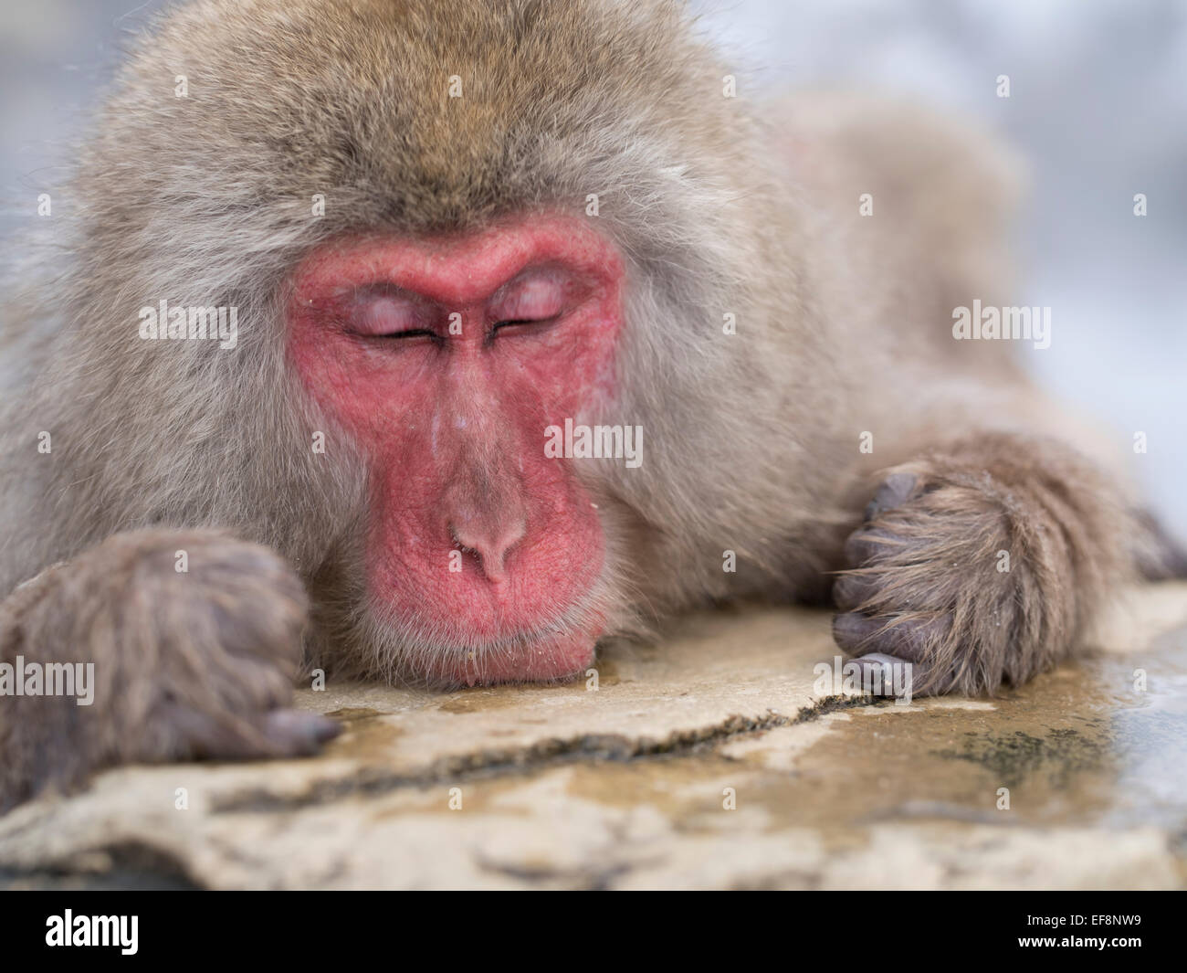 Japanese snow monkeys bathing in hot spring pools at Jigokudani Onsen ...