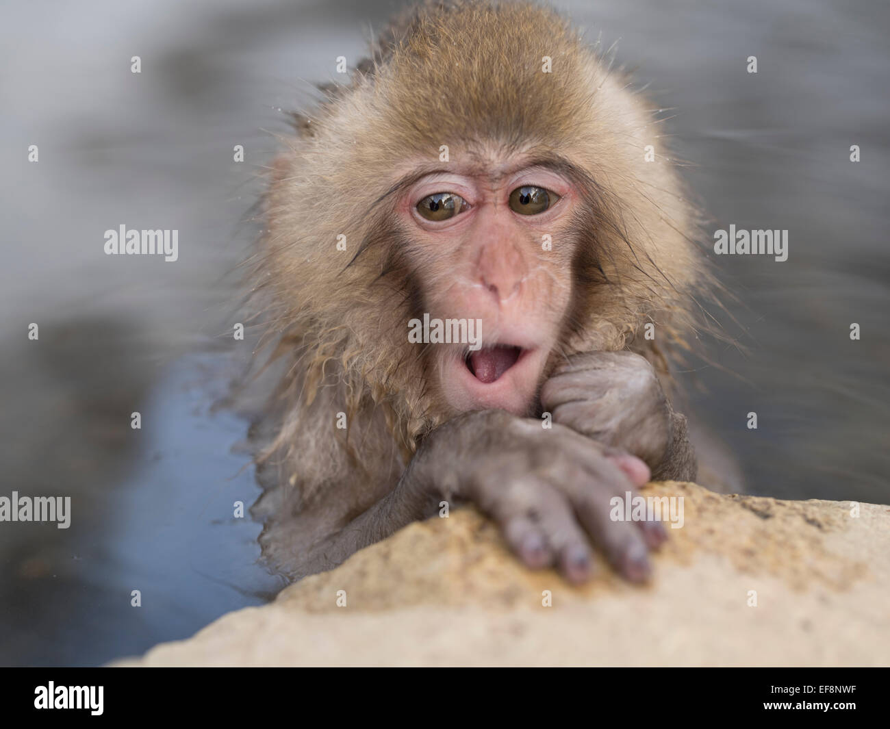 Japanese snow monkeys bathing in hot spring pools at Jigokudani Onsen ...