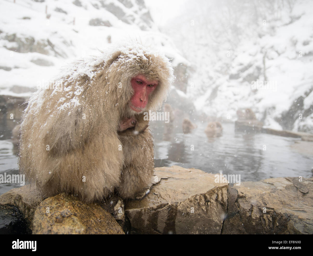 Snow monkey nagano hi-res stock photography and images - Alamy