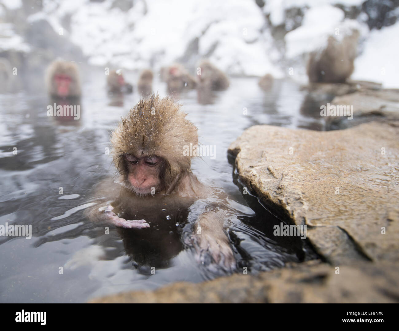 Japanese snow monkeys bathing in hot spring pools at Jigokudani Onsen ...