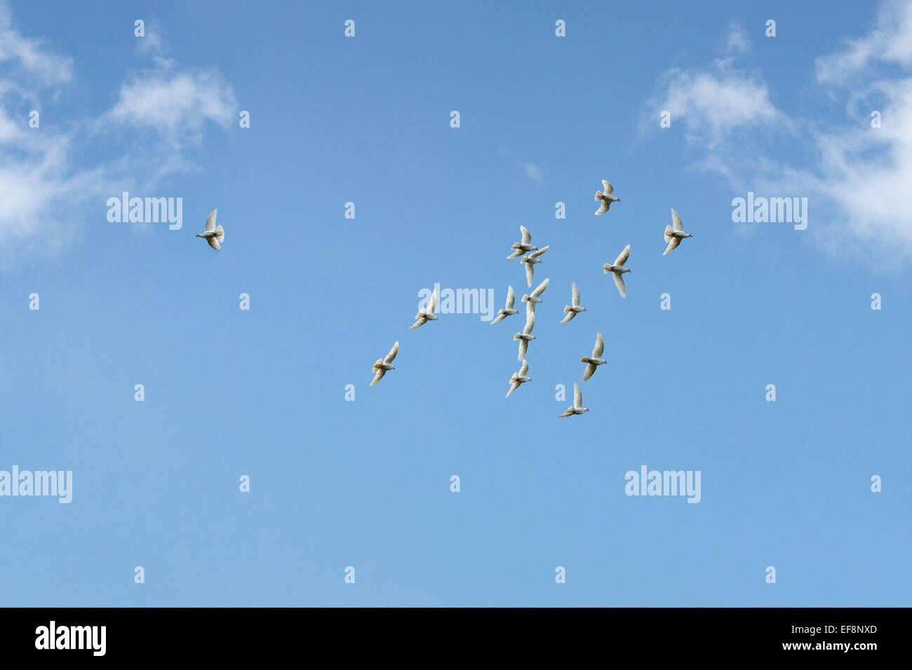 White dove flying blue sky hi-res stock photography and images - Alamy