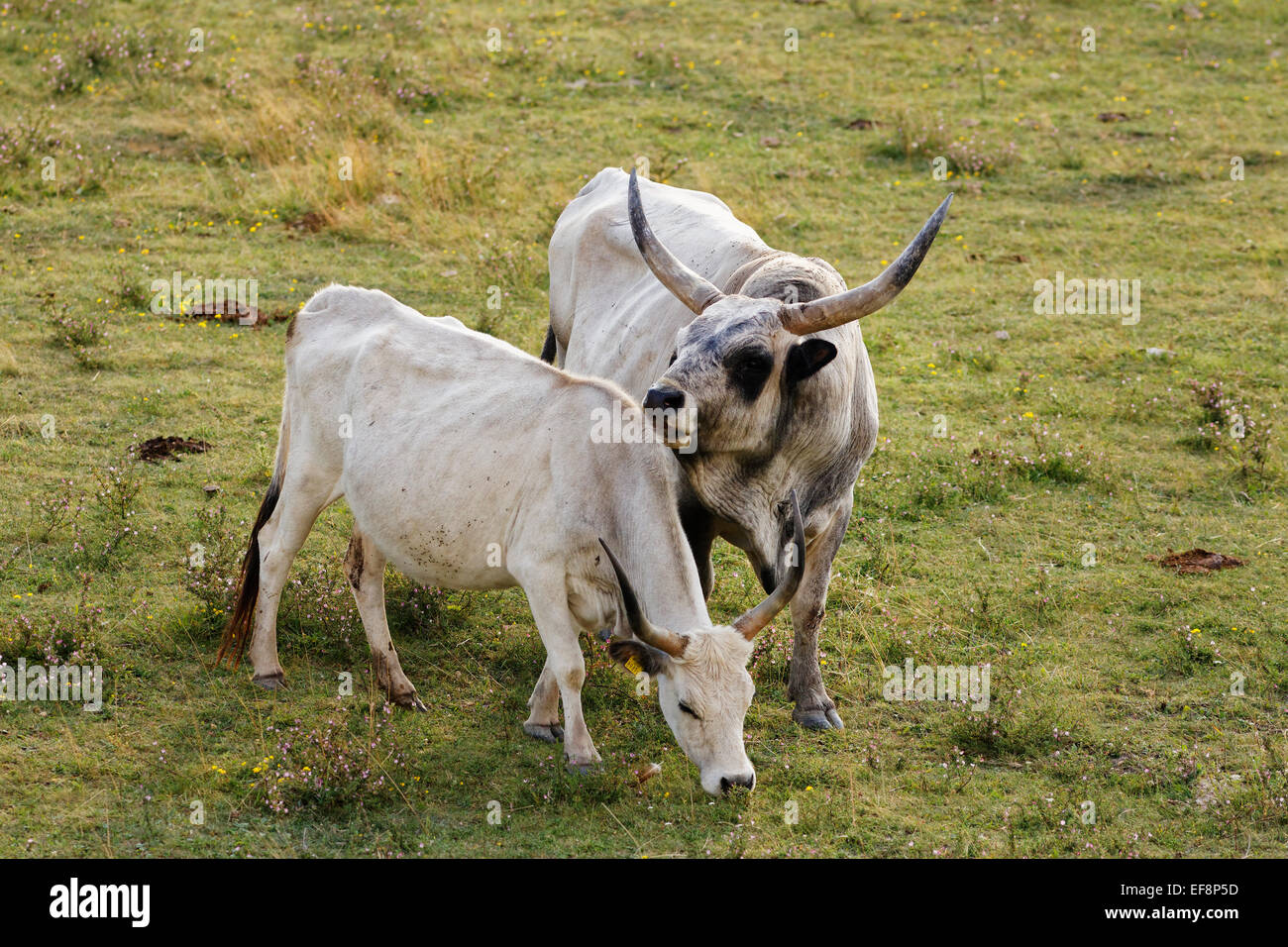 Cow and bull, Hungarian Grey cattle, National Park Lake Neusiedl ...