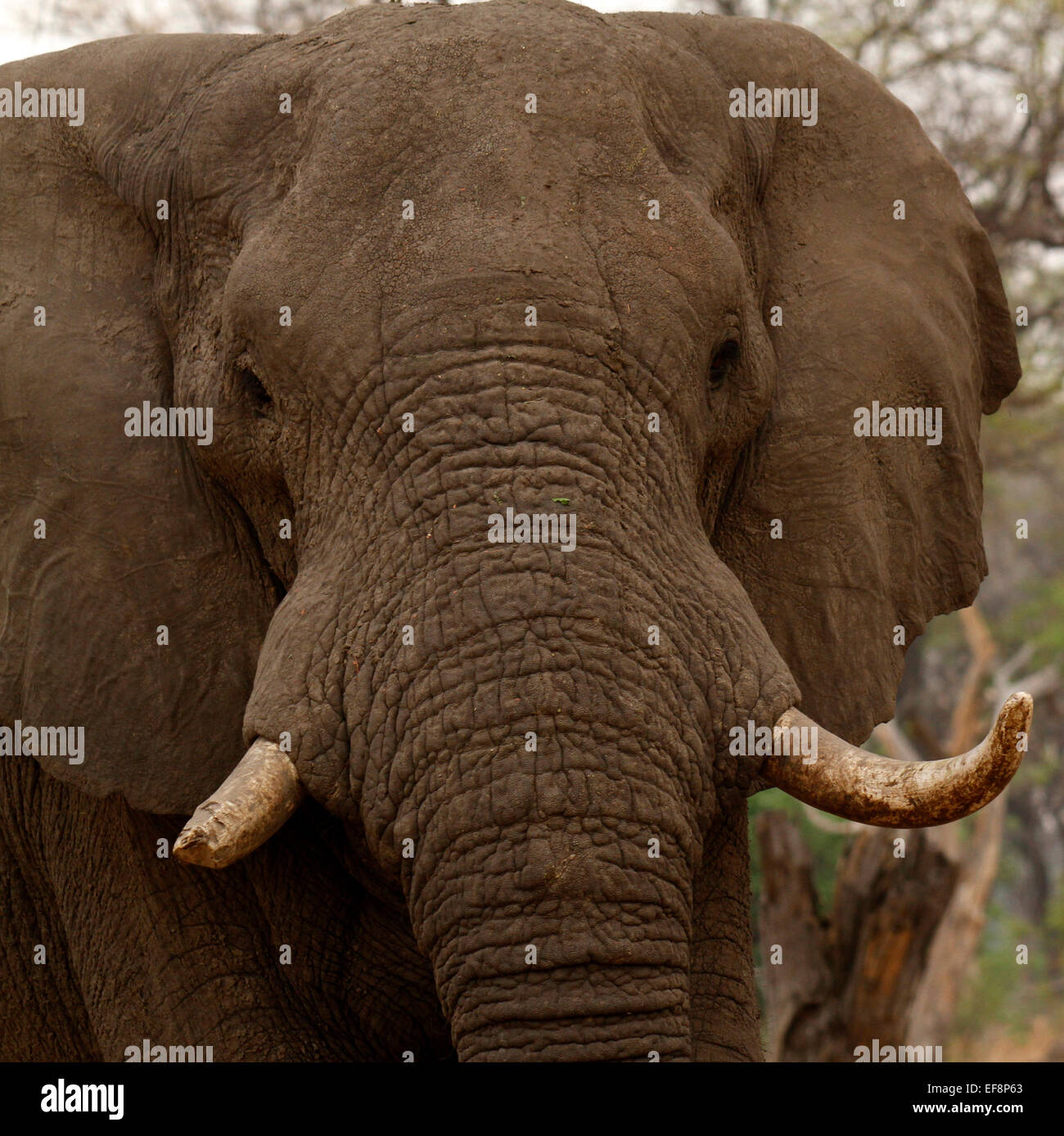 Close up head study of an old matriarch cow African elephant, one tusk ...