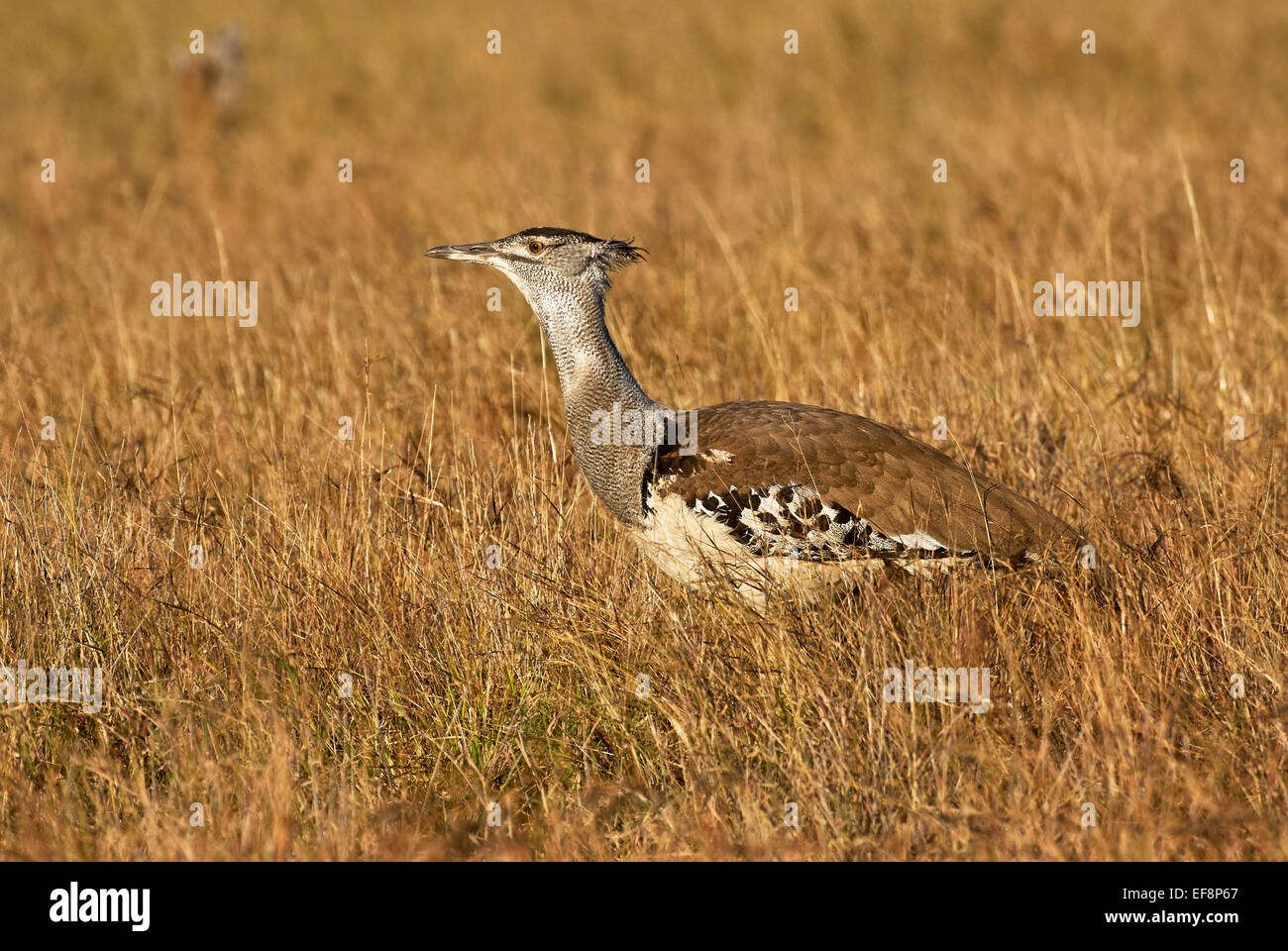 African bush with bird hi-res stock photography and images - Alamy