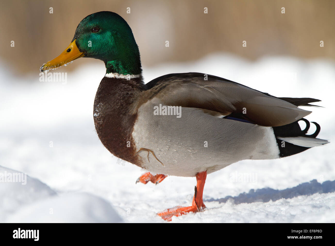 Mallard drake in the snow Stock Photo - Alamy