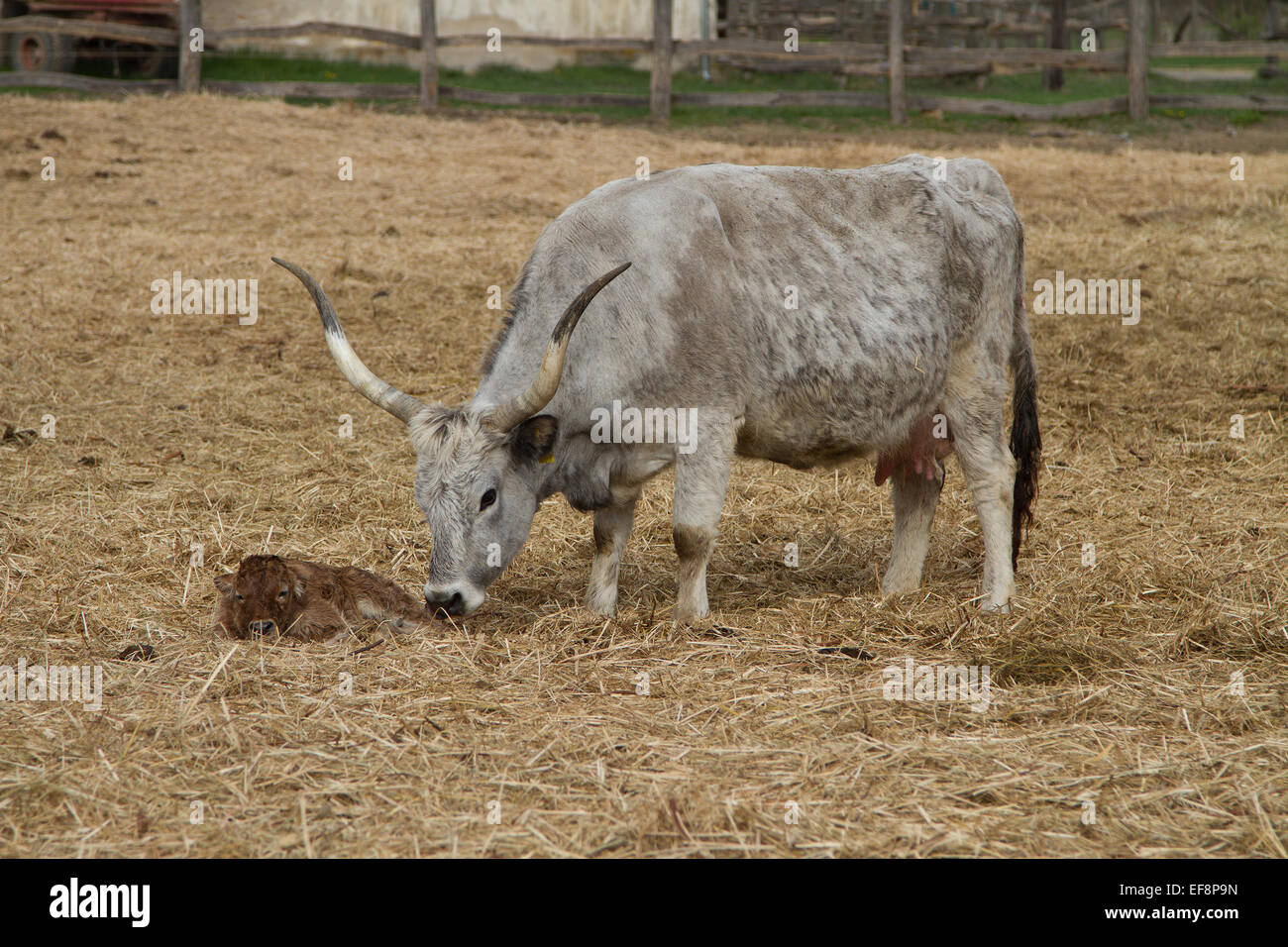 Grey cattle hi-res stock photography and images - Alamy