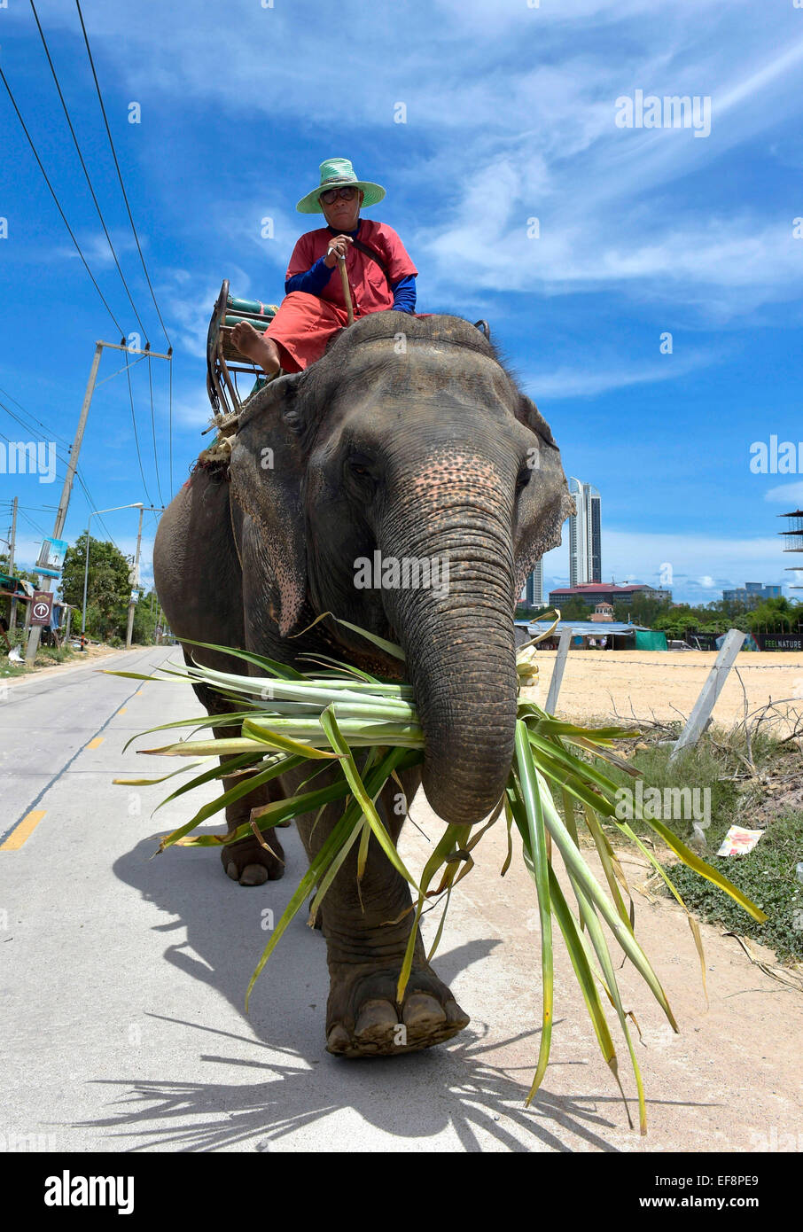 Man riding elephant hi-res stock photography and images - Alamy