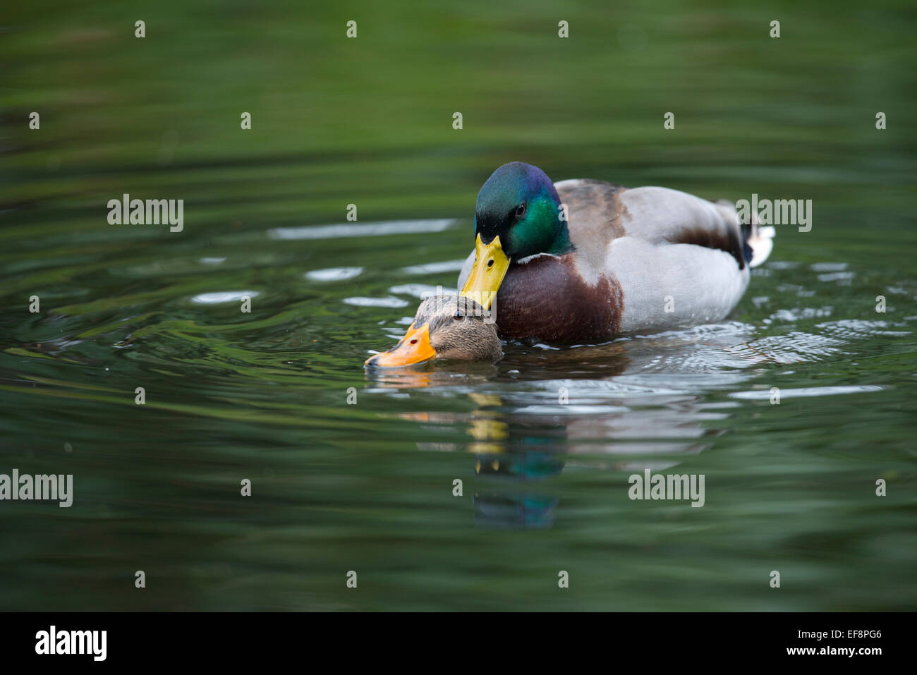 Mallard duck male female mating hi-res stock photography and images - Alamy