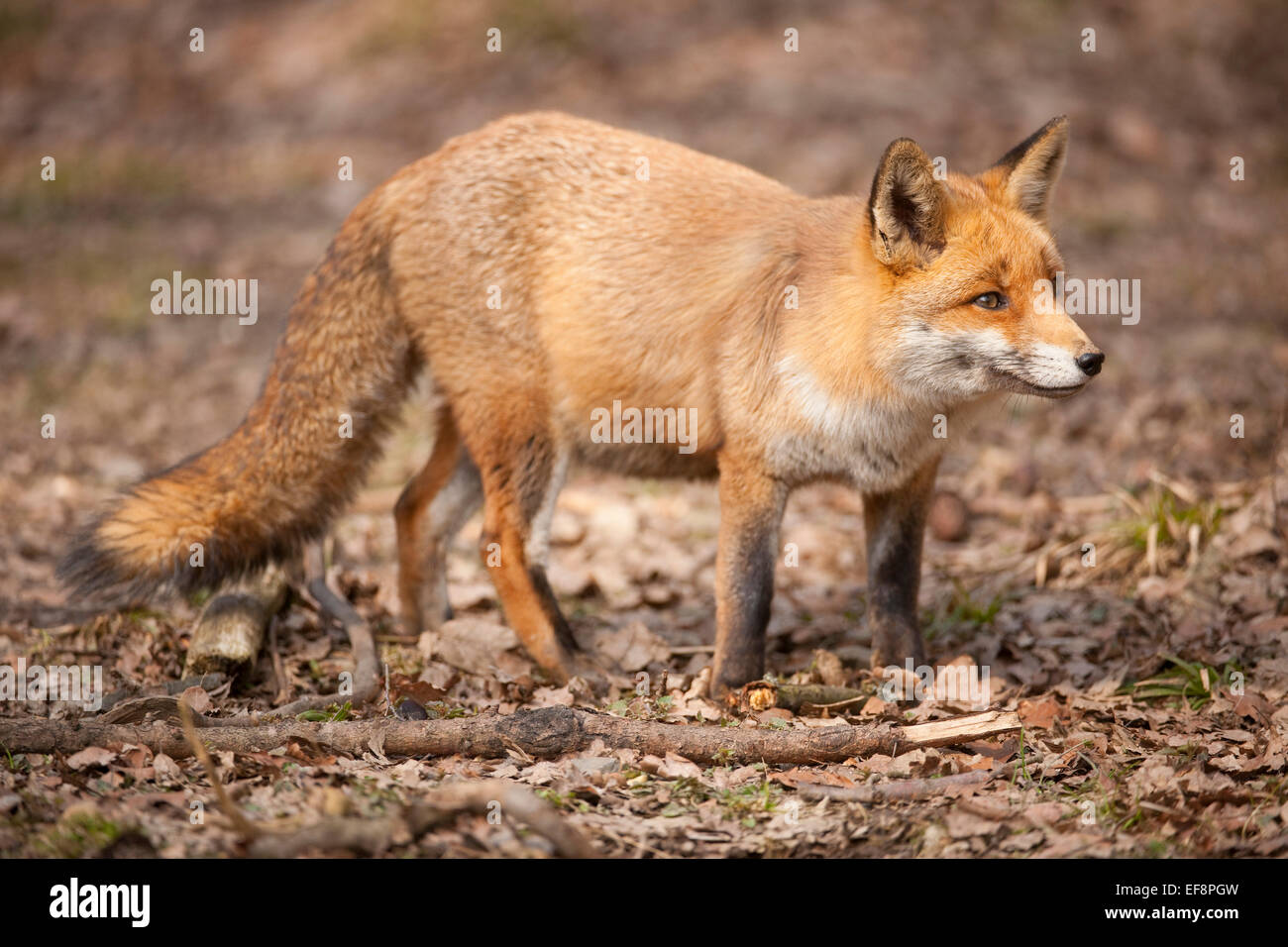Red Fox (Vulpes vulpes), captive, North Rhine-Westphalia, Germany Stock ...