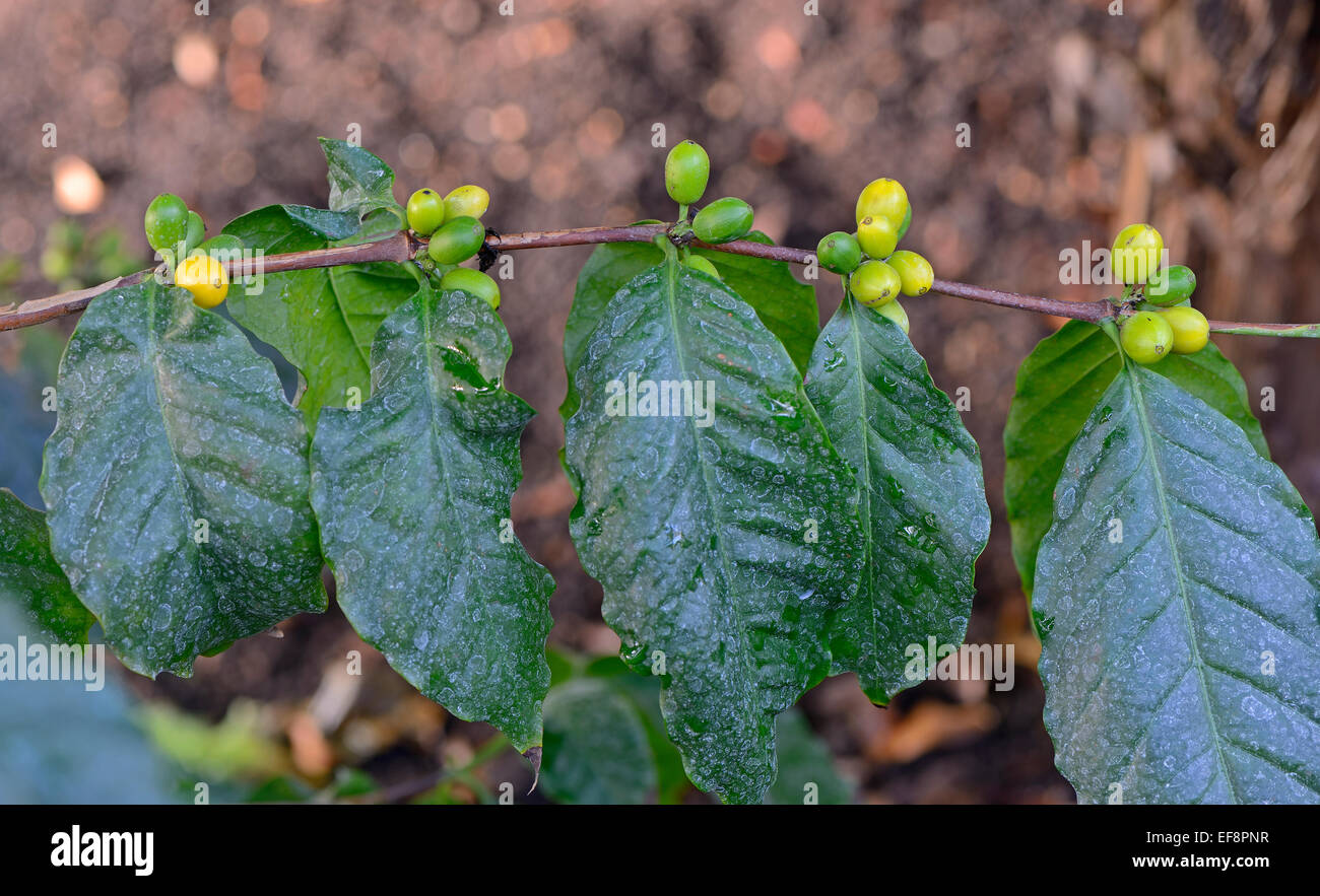 African Coffee (Coffea stenophylla), West Africa Stock Photo - Alamy