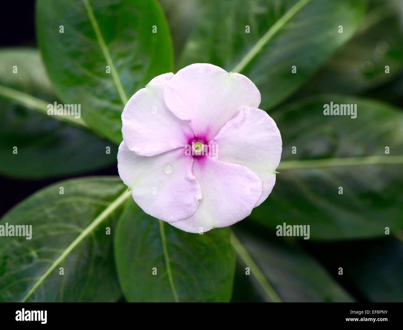 Madagascar Periwinkle (Catharanthus roseus), Madagascar Stock Photo - Alamy