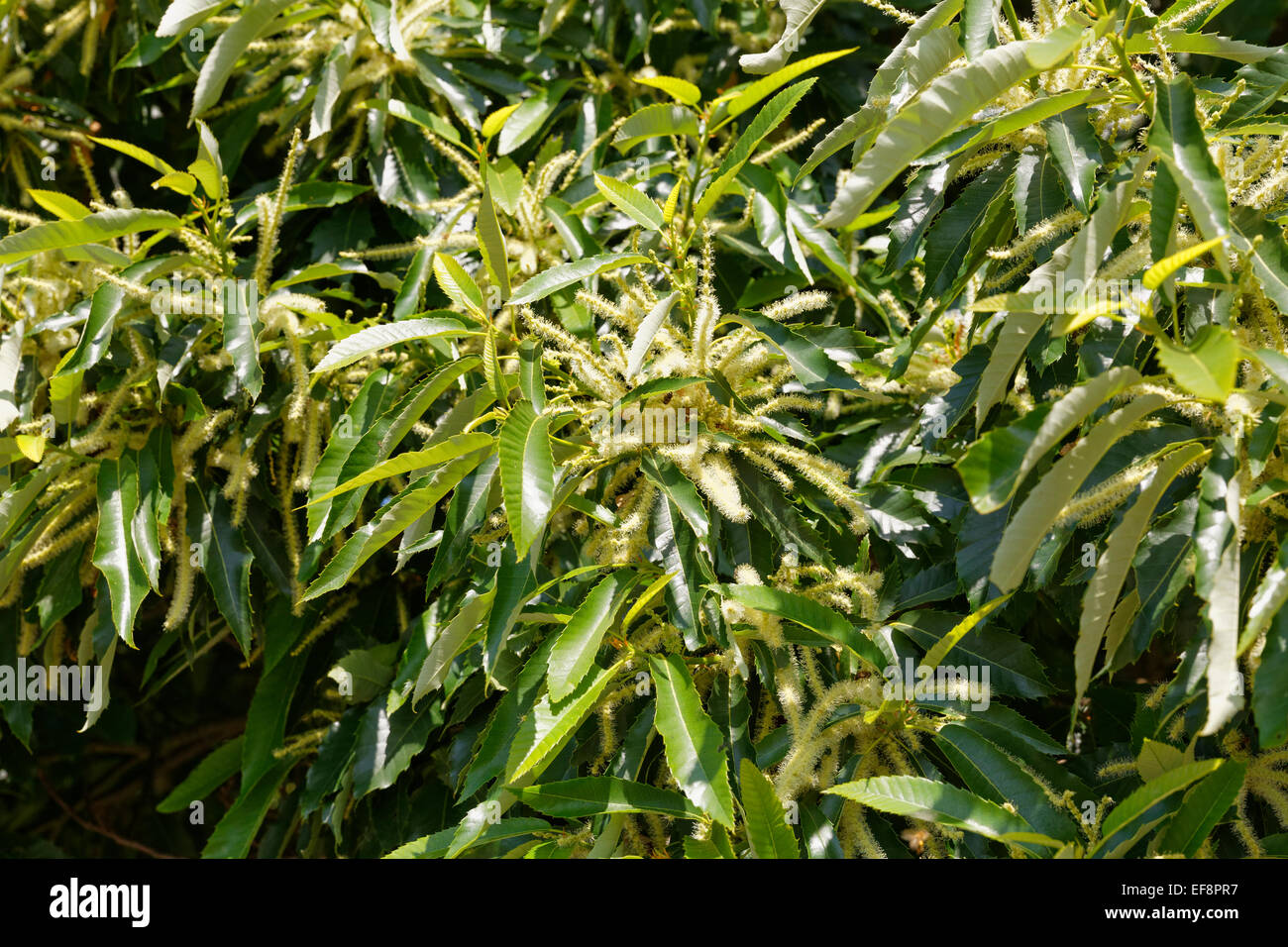 Sweet Chestnut Tree And Blossom High Resolution Stock Photography and ...